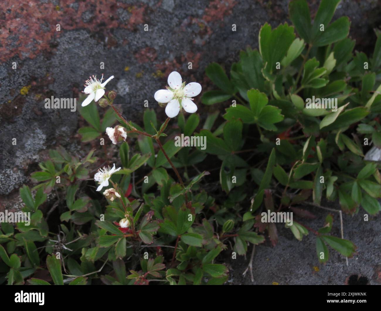 three-toothed cinquefoil (Sibbaldiopsis tridentata) Plantae Stock Photo ...