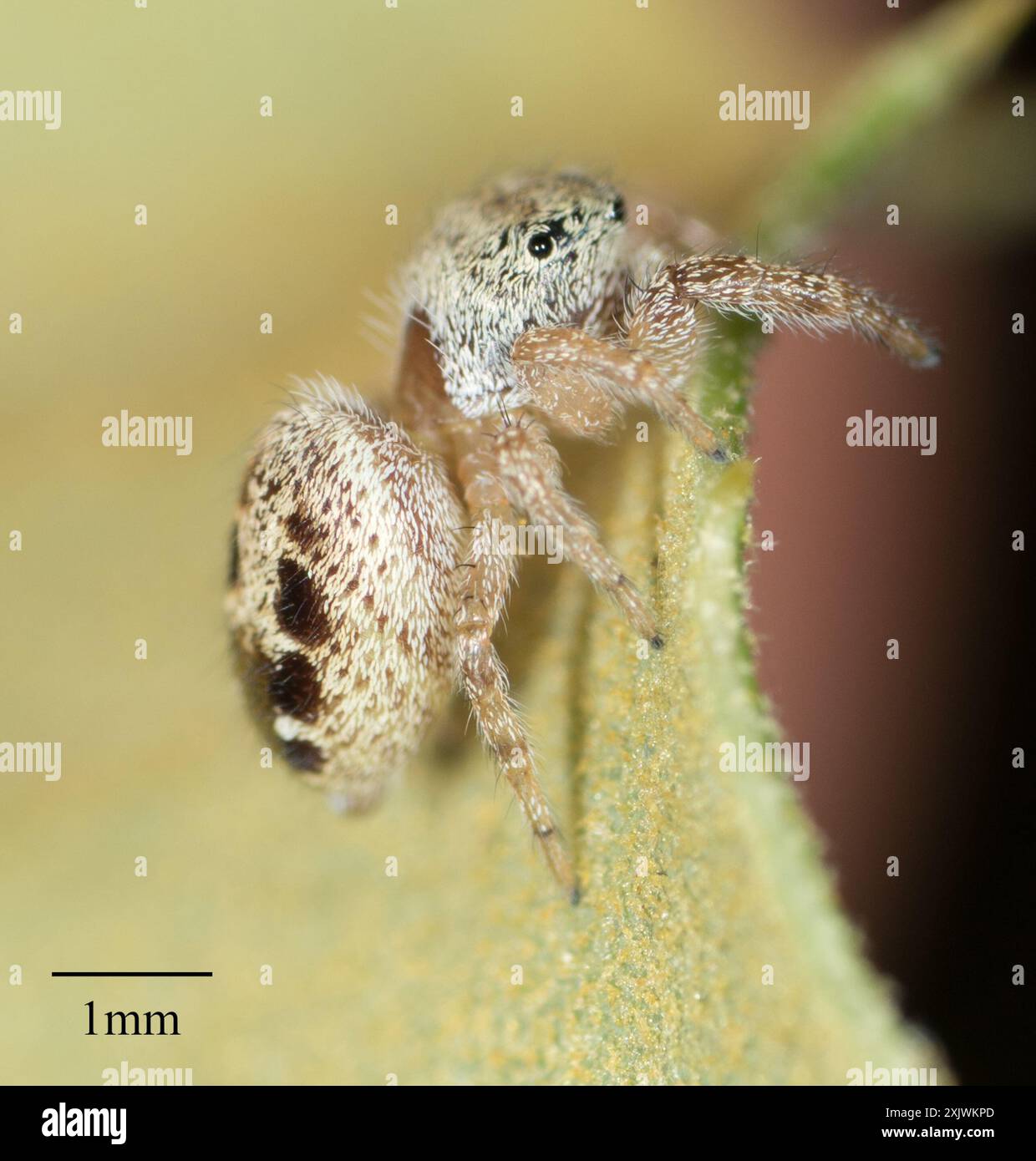 Jumping Spiders (Salticidae) Arachnida Stock Photo - Alamy