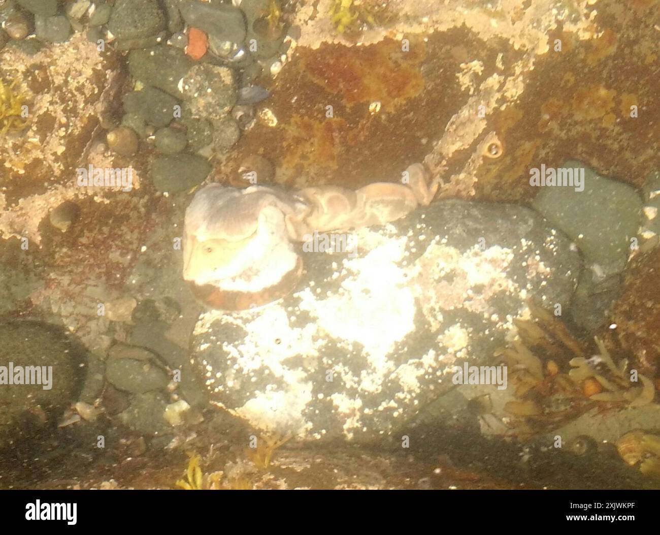 Northern Moonsnail (Euspira heros) Mollusca Stock Photo - Alamy