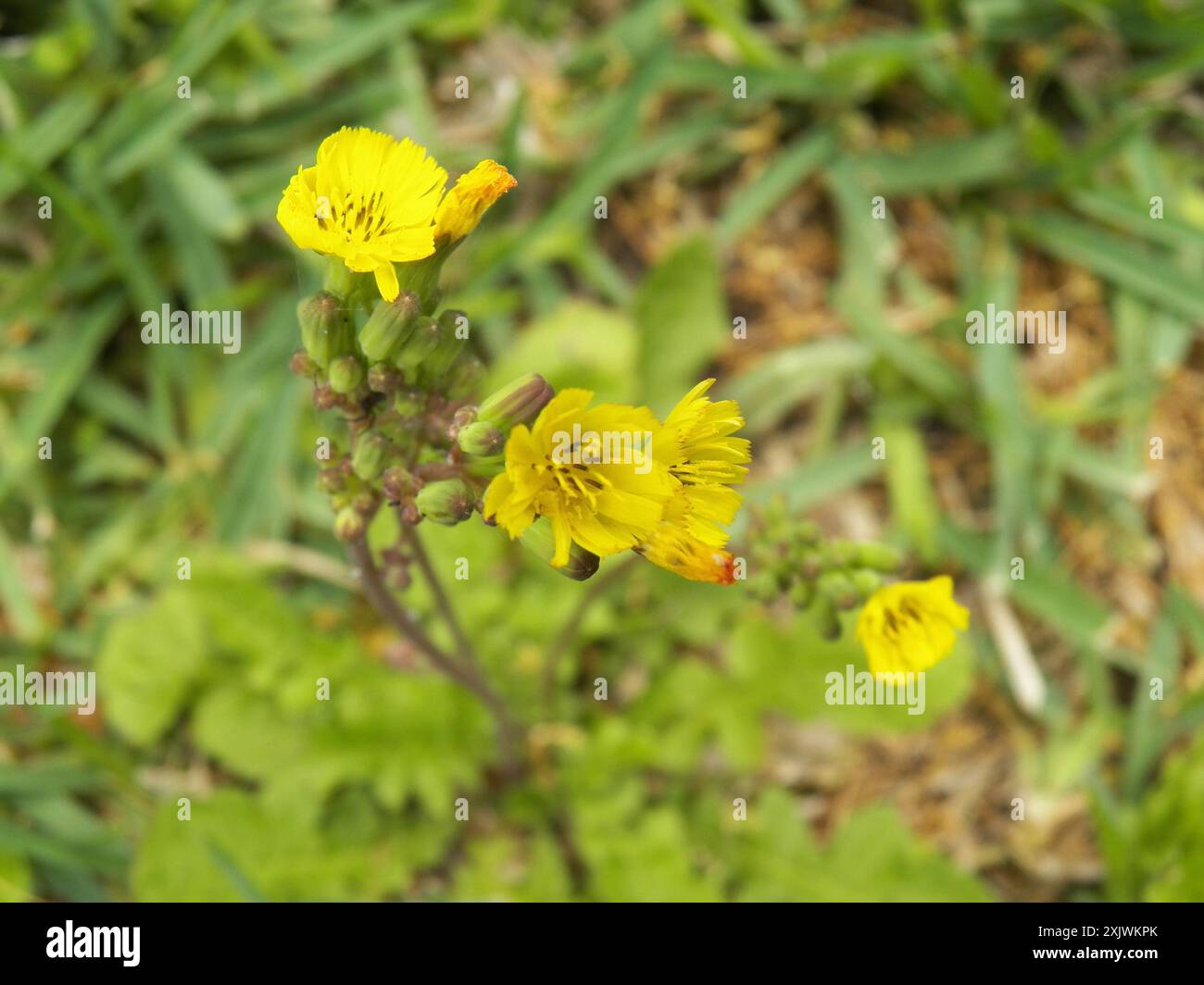 Oriental false hawksbeard (Youngia japonica) Plantae Stock Photo - Alamy