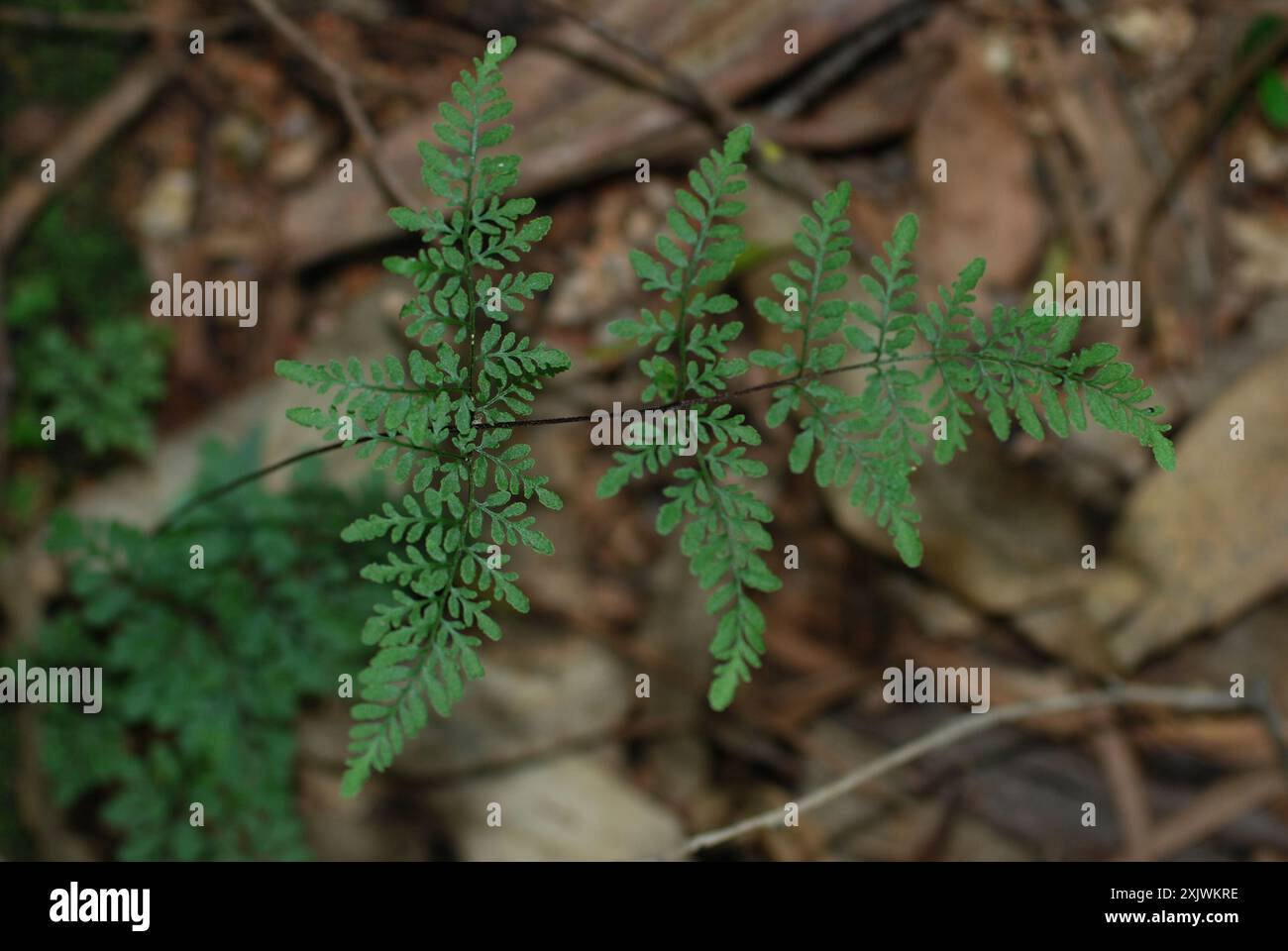 Curly Fern (Cheilanthes tenuifolia) Plantae Stock Photo - Alamy