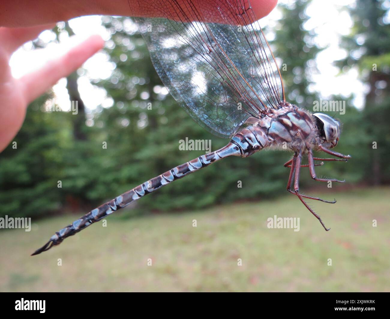 Mottled Darner (Aeshna clepsydra) Insecta Stock Photo - Alamy