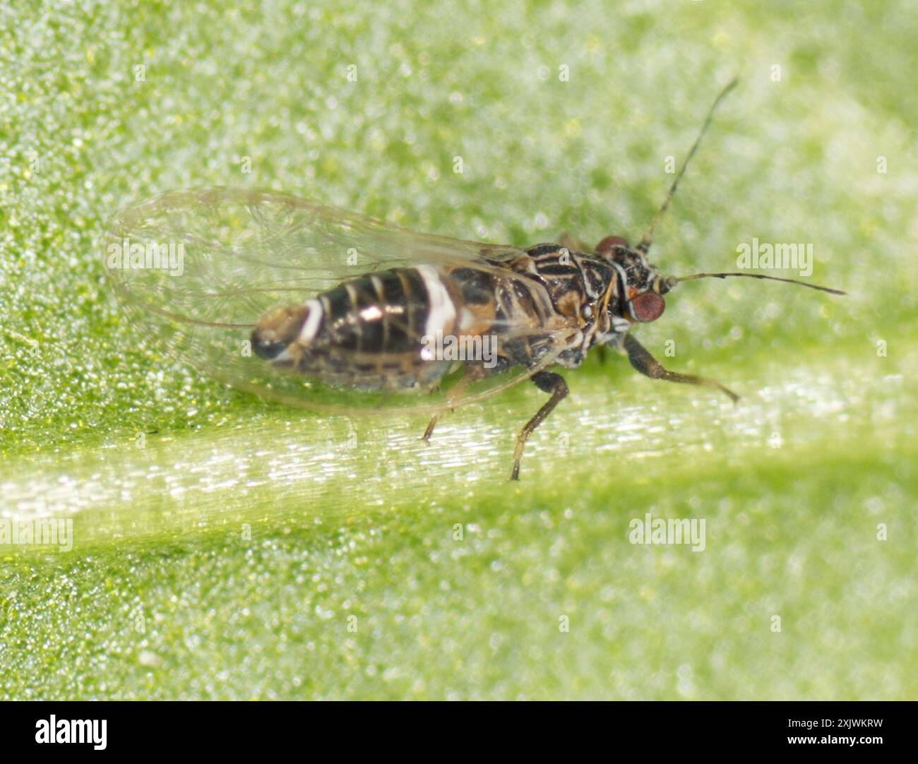 Potato Psyllid (Bactericera cockerelli) Insecta Stock Photo - Alamy