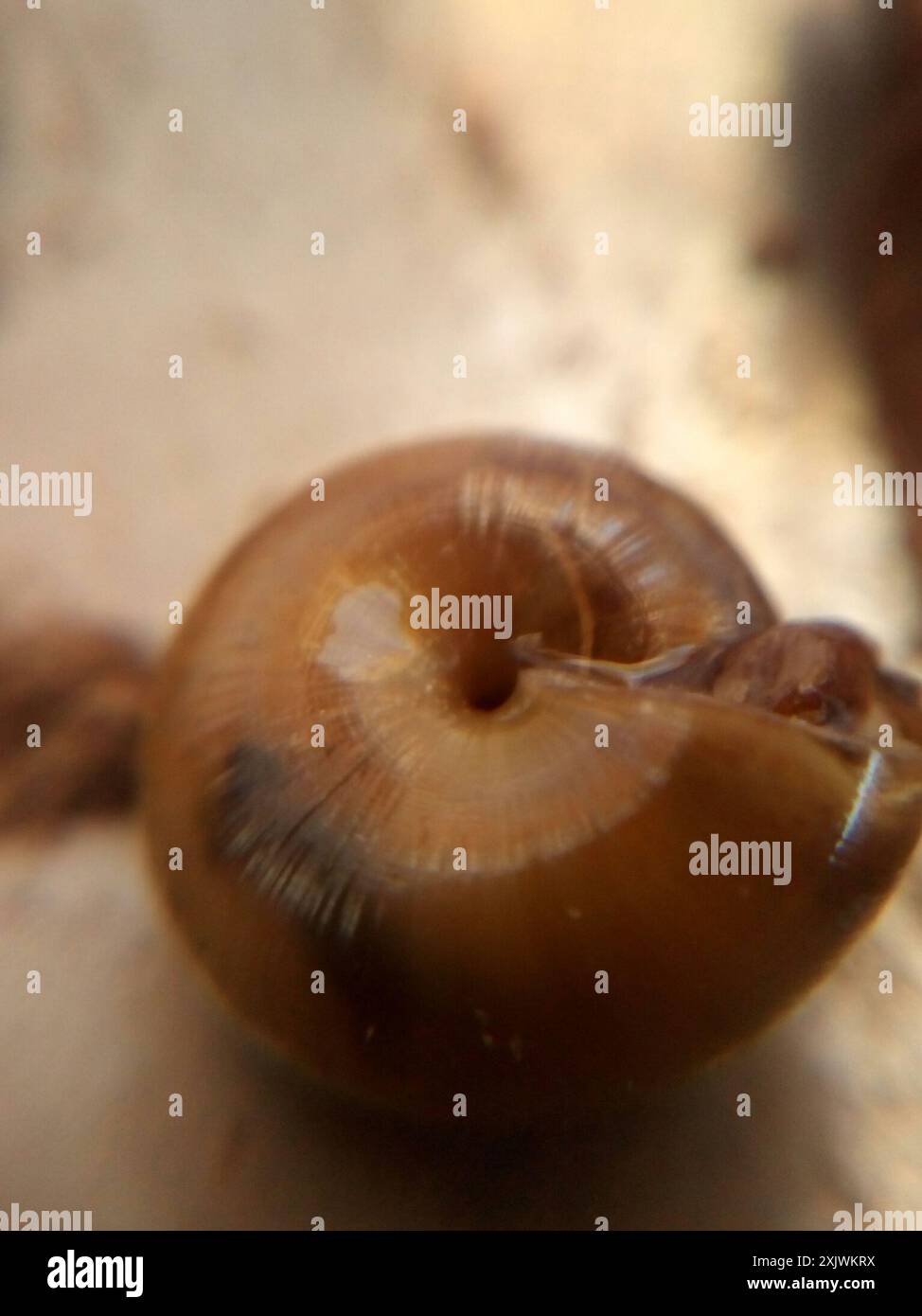 Dome Snails (Ventridens) Mollusca Stock Photo - Alamy