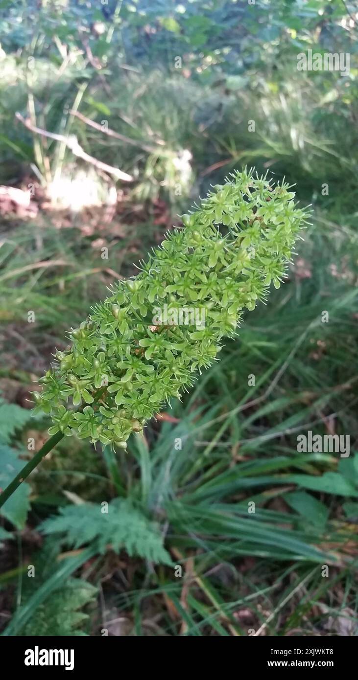 fly poison (Amianthium muscitoxicum) Plantae Stock Photo - Alamy