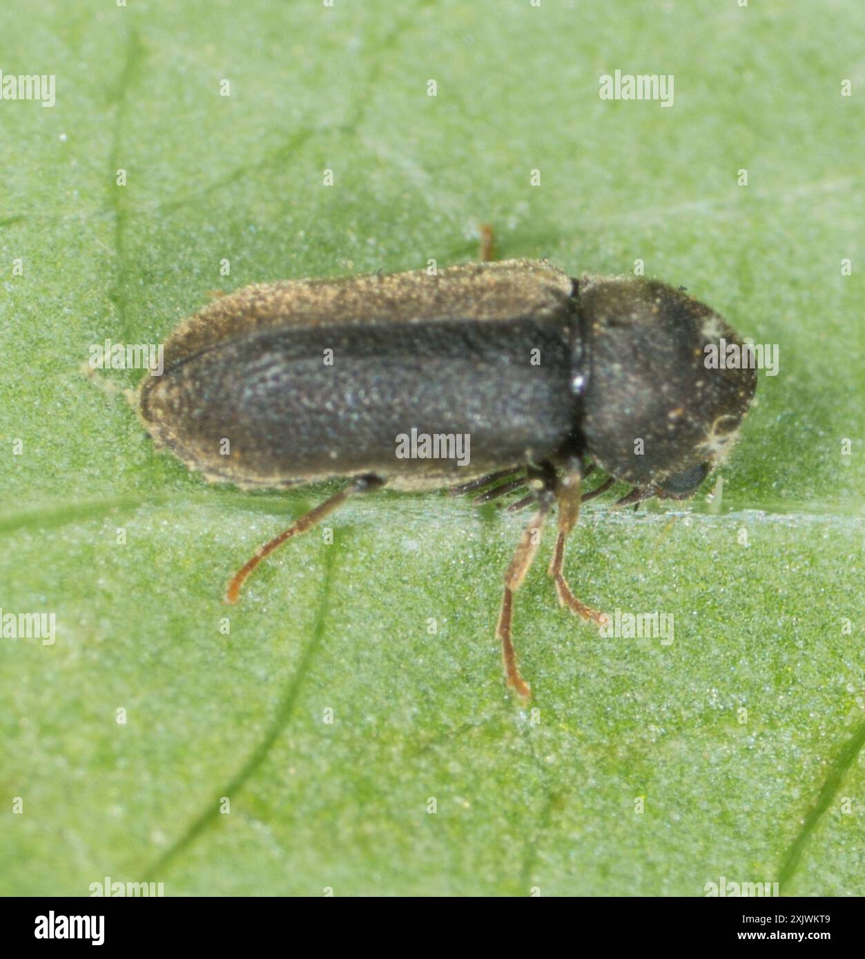 Death-watch Beetles (Ptilinus) Insecta Stock Photo - Alamy