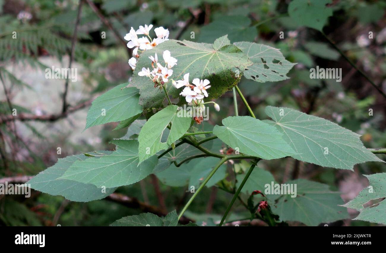 African hemp (Sparrmannia africana) Plantae Stock Photo - Alamy