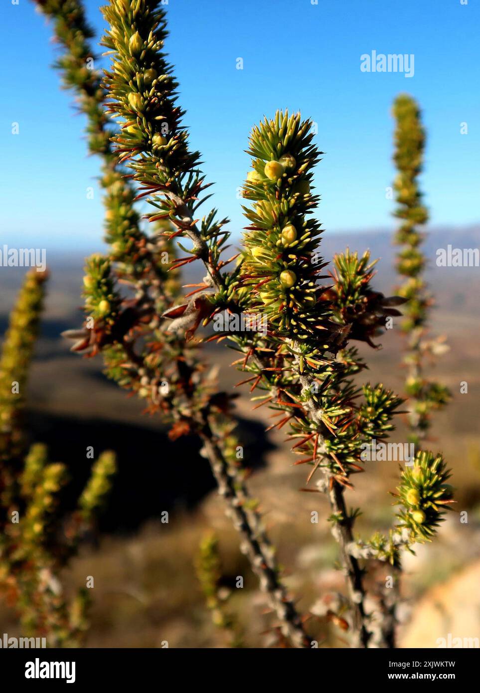Goldensceptre Capegorse (Aspalathus sceptrum-aureum) Plantae Stock ...