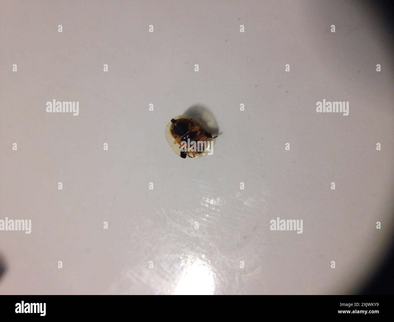 Mottled Tortoise Beetle (Deloyala guttata) Insecta Stock Photo - Alamy