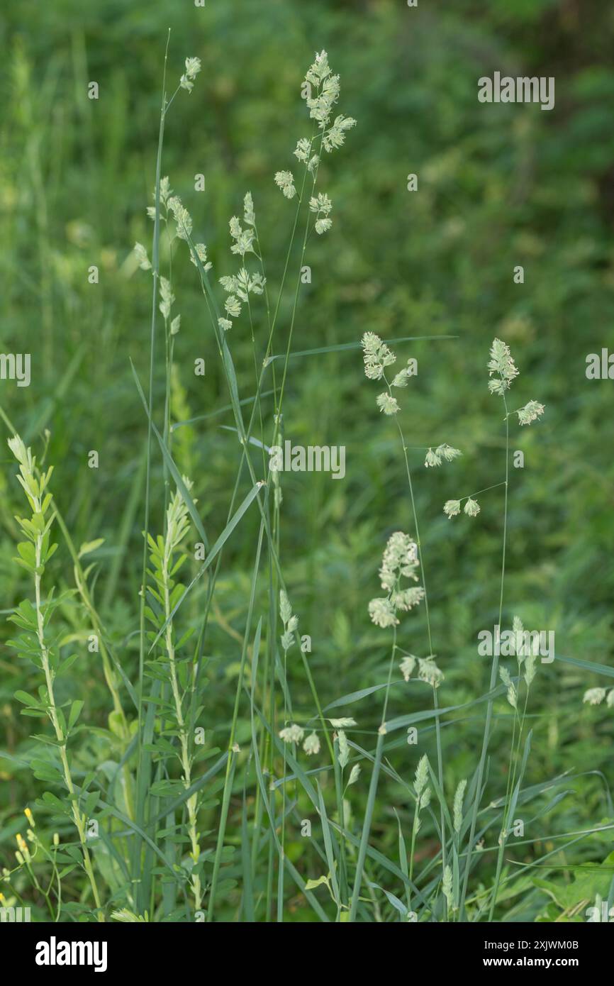 monocots (Liliopsida) Plantae Stock Photo - Alamy