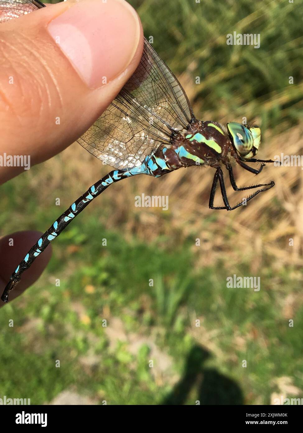 Hawkers and Typical Darners (Aeshna) Insecta Stock Photo - Alamy