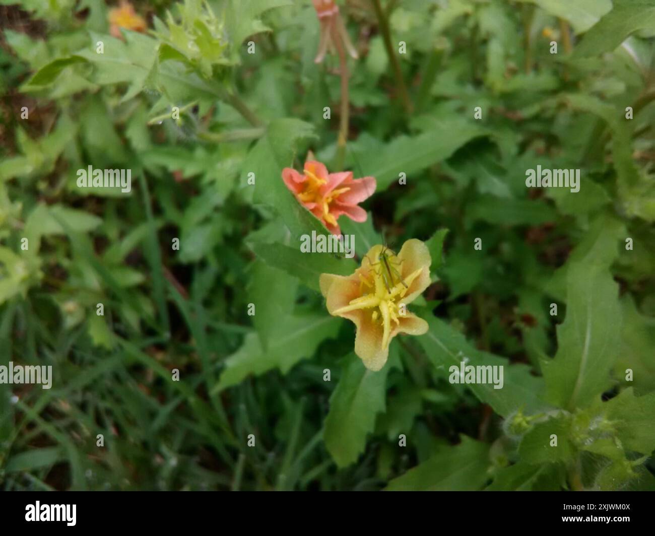 Common Meadow Katydids (Conocephalini) Insecta Stock Photo - Alamy
