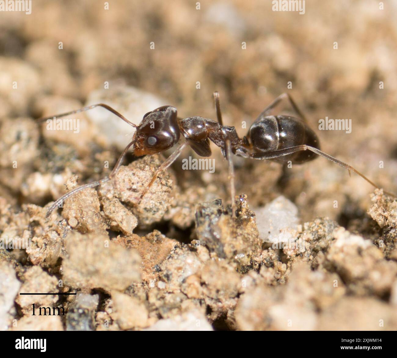 Pyramid Ants (Dorymyrmex) Insecta Stock Photo - Alamy