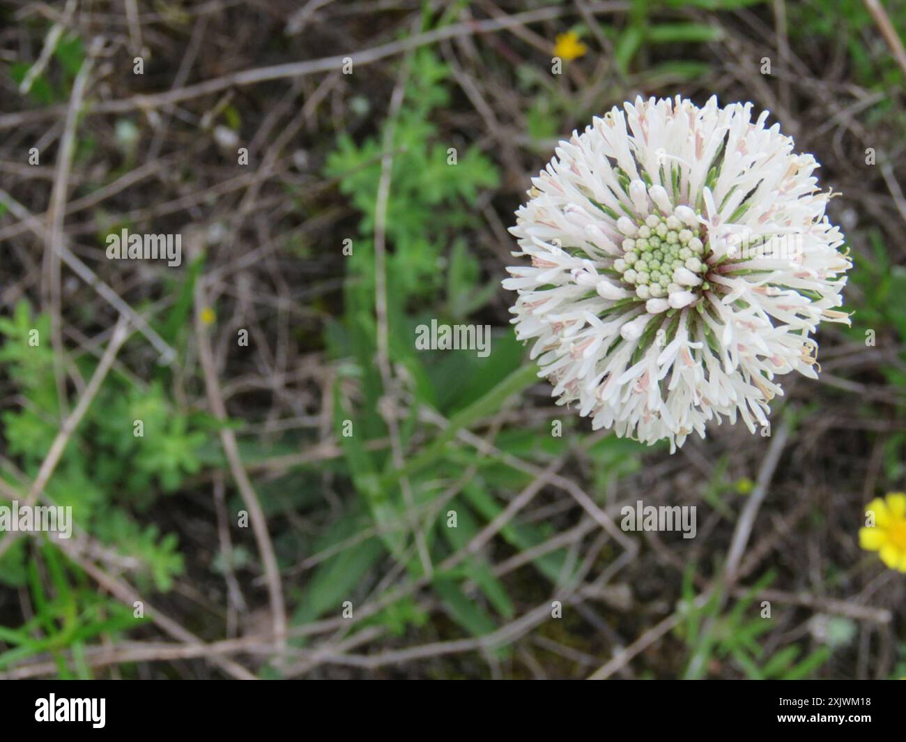 Barbara's-buttons (Marshallia caespitosa) Plantae Stock Photo - Alamy