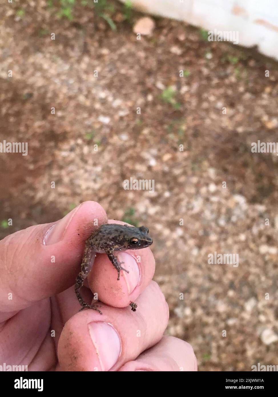 Rio Grande Chirping Frog (Eleutherodactylus campi) Amphibia Stock Photo ...