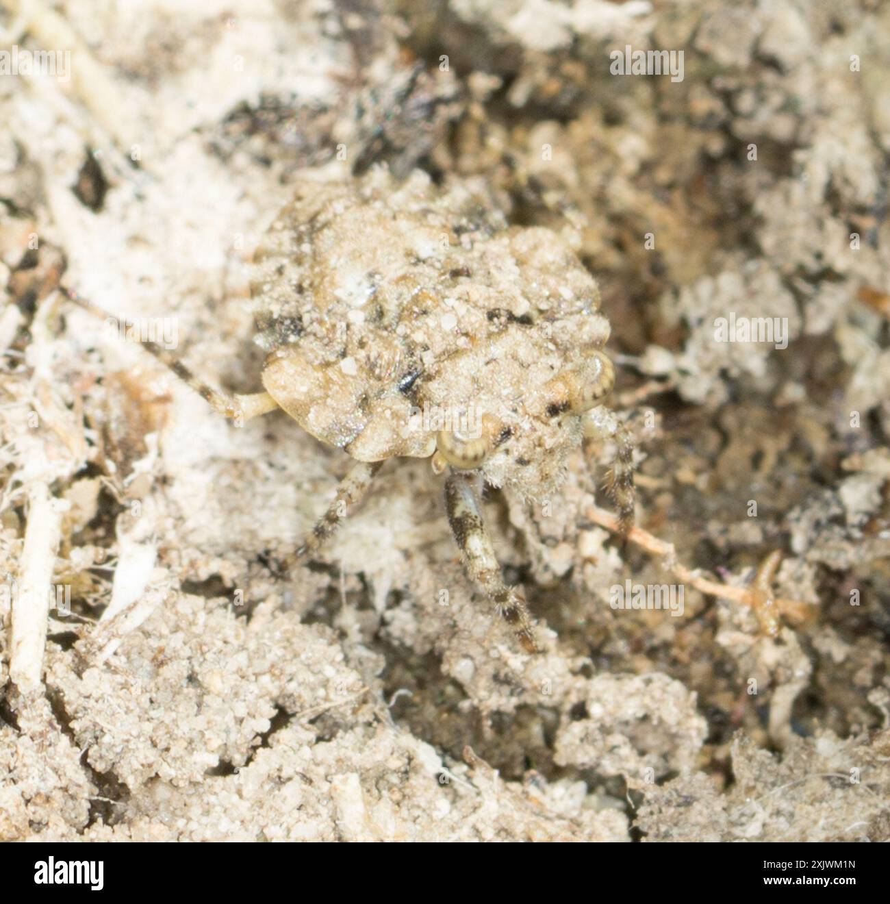 Big-eyed Toad Bug (Gelastocoris oculatus) Insecta Stock Photo - Alamy