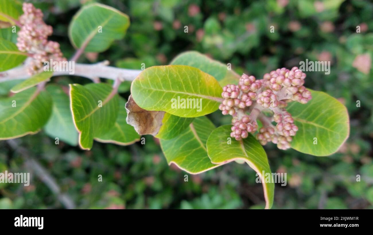 lemonade berry (Rhus integrifolia) Plantae Stock Photo - Alamy