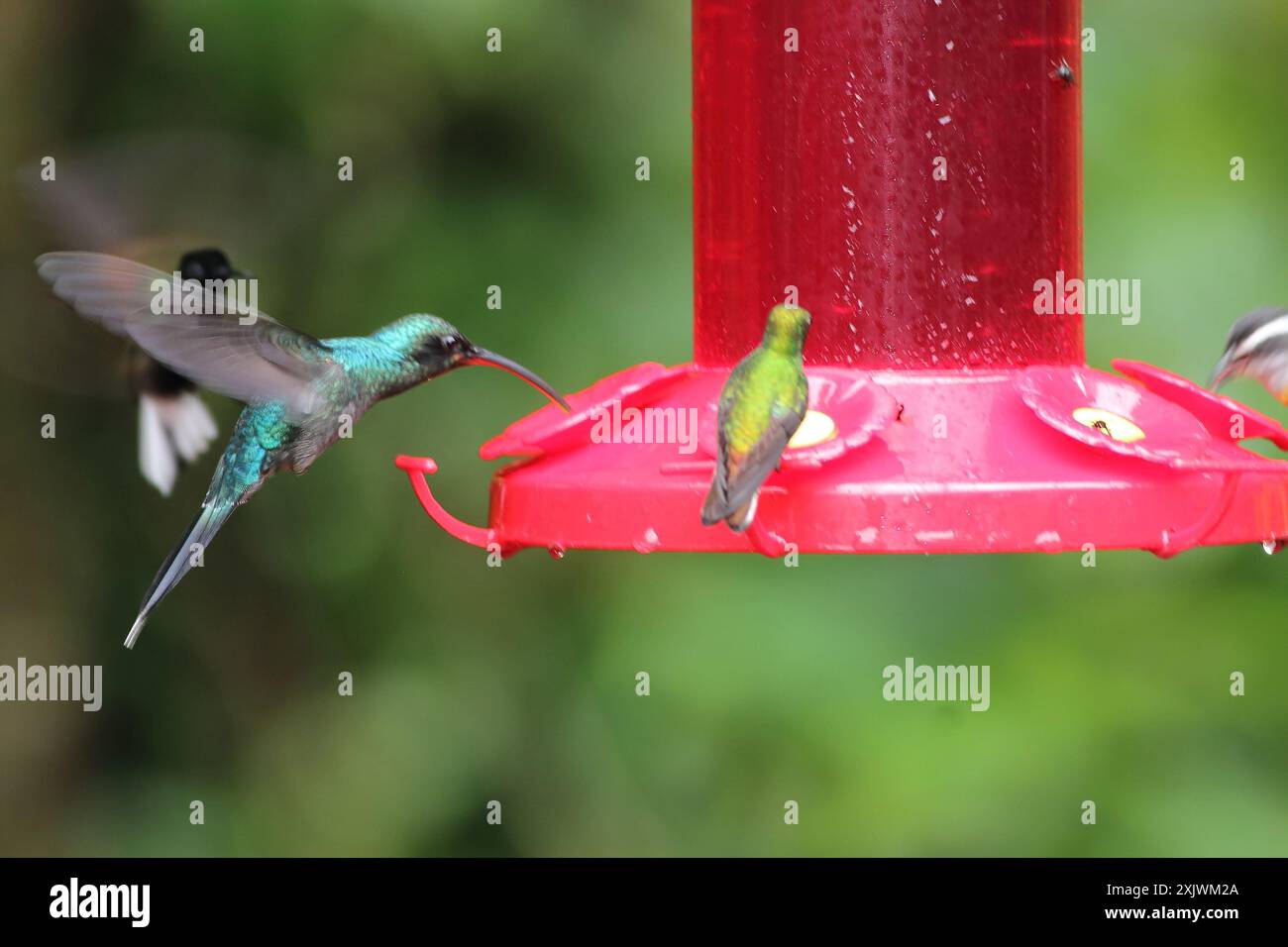 Green Hermit (Phaethornis guy) Aves Stock Photo - Alamy