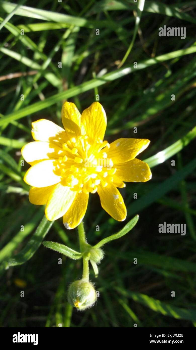(Ranunculus californicus californicus) Plantae Stock Photo - Alamy