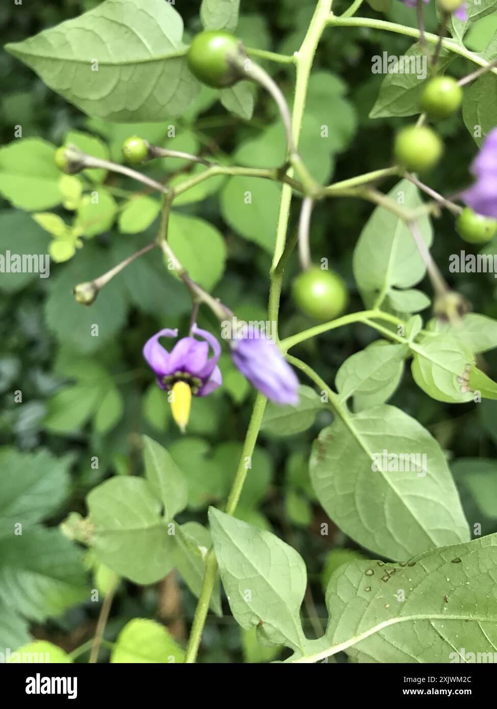 bittersweet nightshade (Solanum dulcamara) Plantae Stock Photo - Alamy