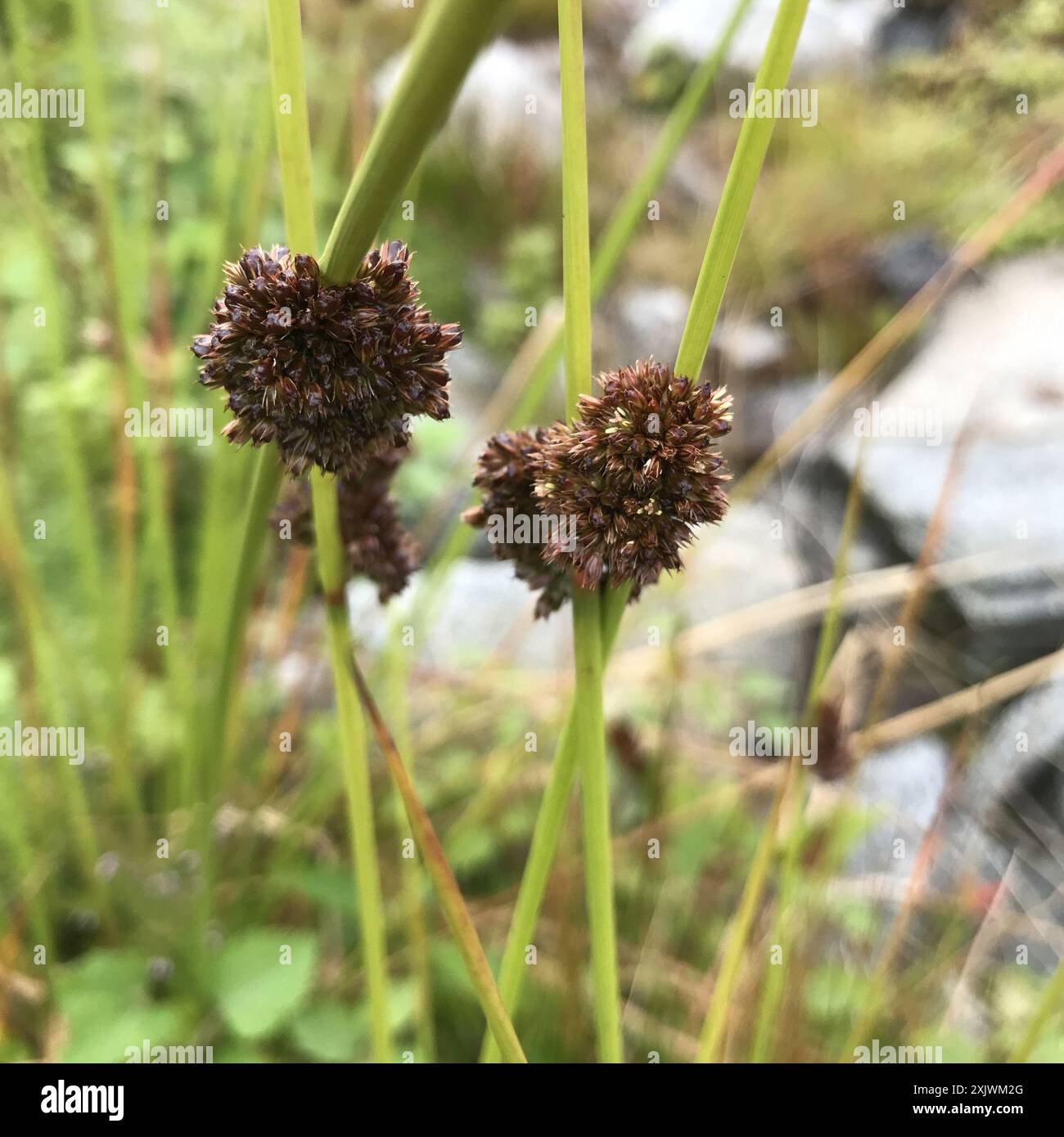 Compact Rush (Juncus conglomeratus) Plantae Stock Photo - Alamy