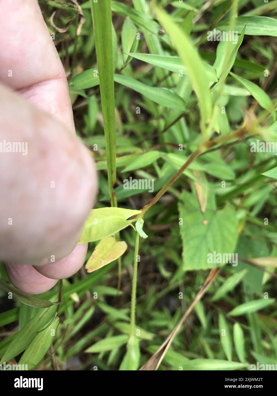 arrow-leaved tearthumb (Persicaria sagittata) Plantae Stock Photo - Alamy