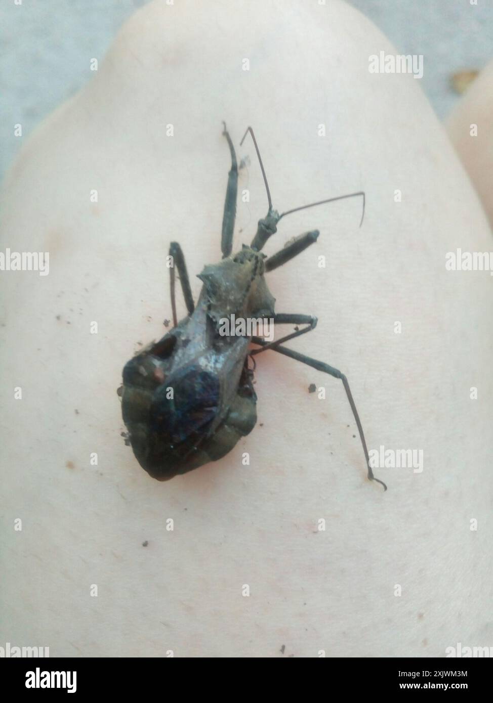 North American Wheel Bug (Arilus cristatus) Insecta Stock Photo - Alamy