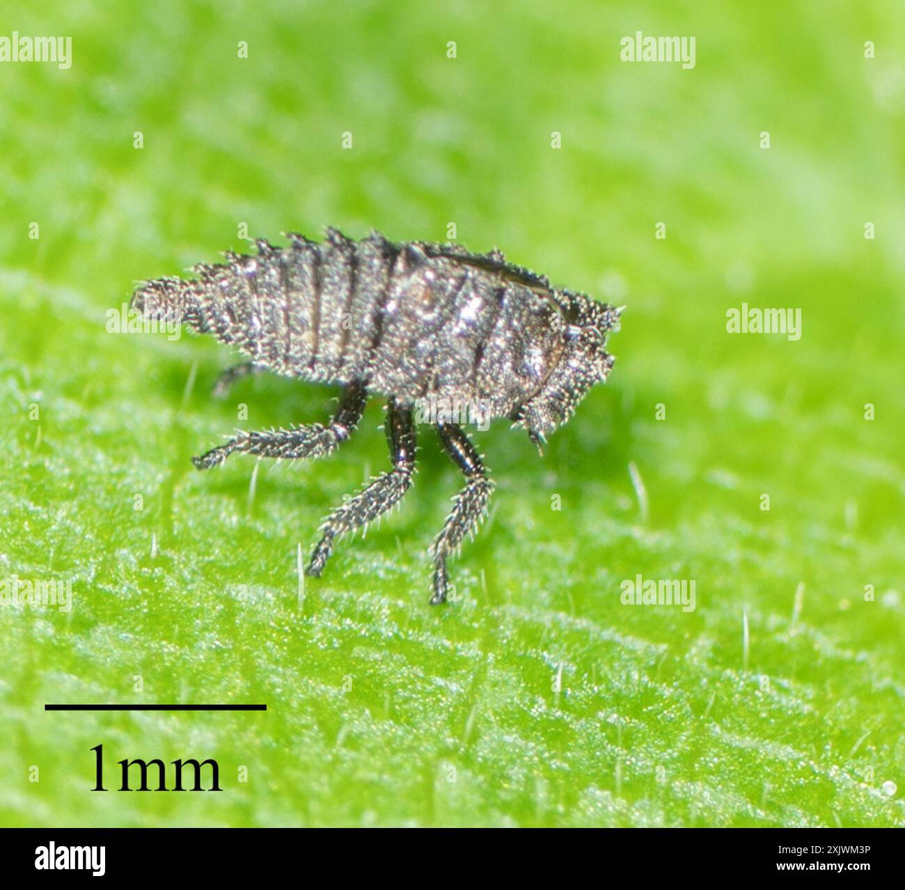 Typical Treehoppers (Membracidae) Insecta Stock Photo - Alamy