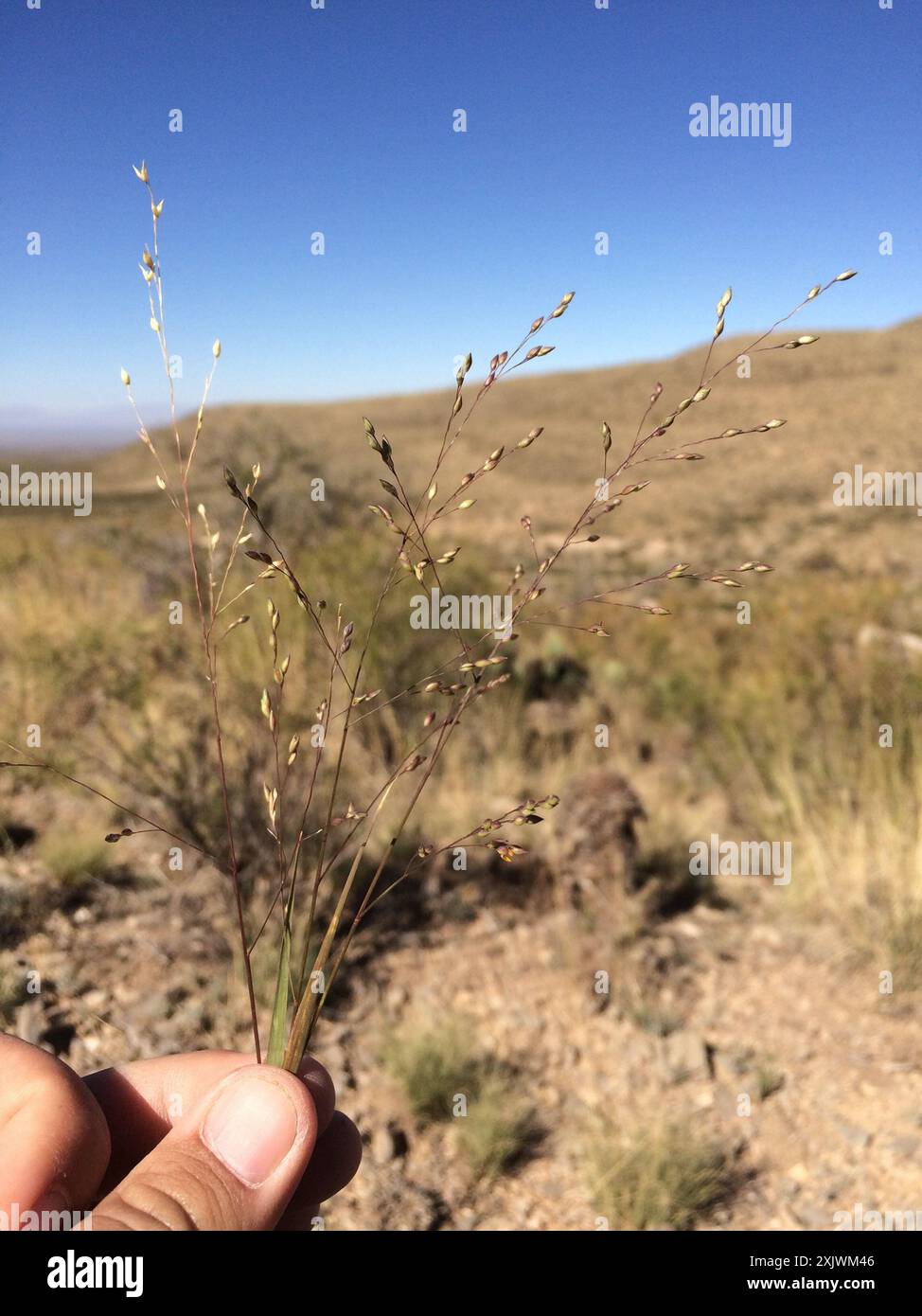hall panicum (Panicum hallii) Plantae Stock Photo - Alamy