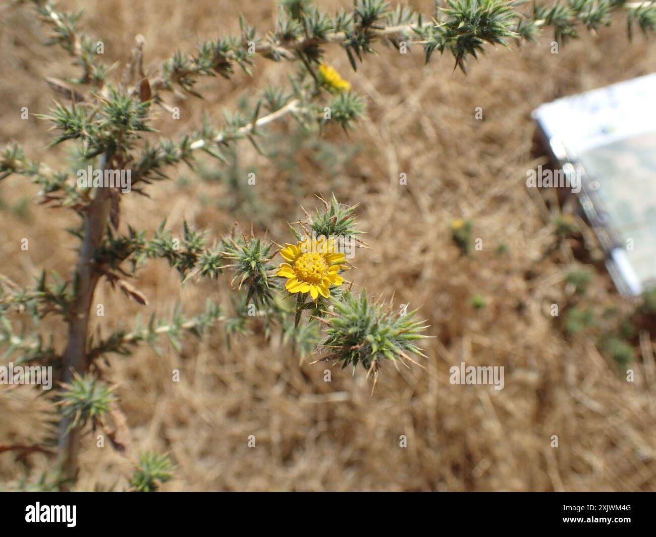 Parry's red tarplant (Centromadia parryi rudis) Plantae Stock Photo - Alamy