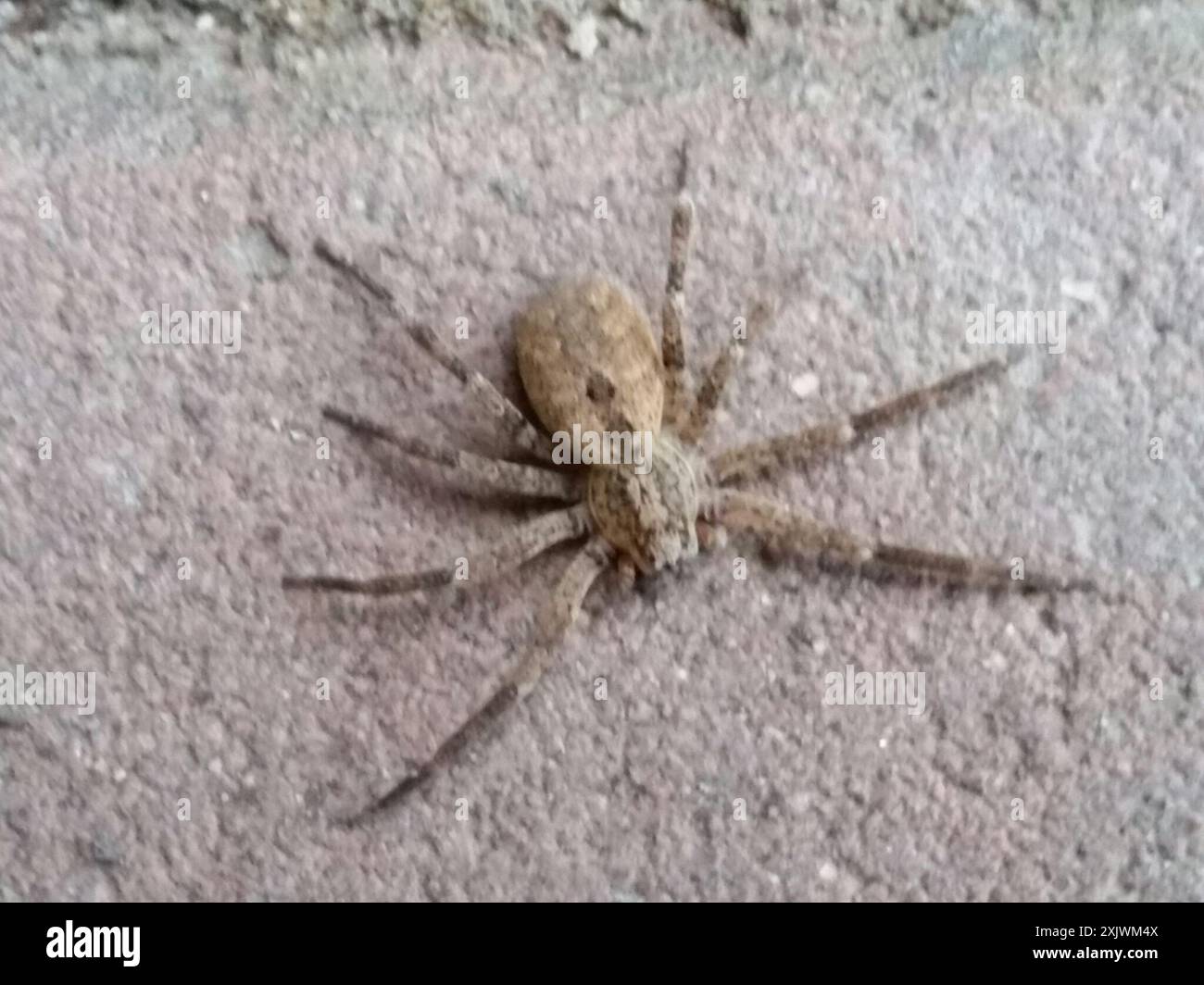 Mediterranean Spiny False Wolf Spider (Zoropsis spinimana) Arachnida ...