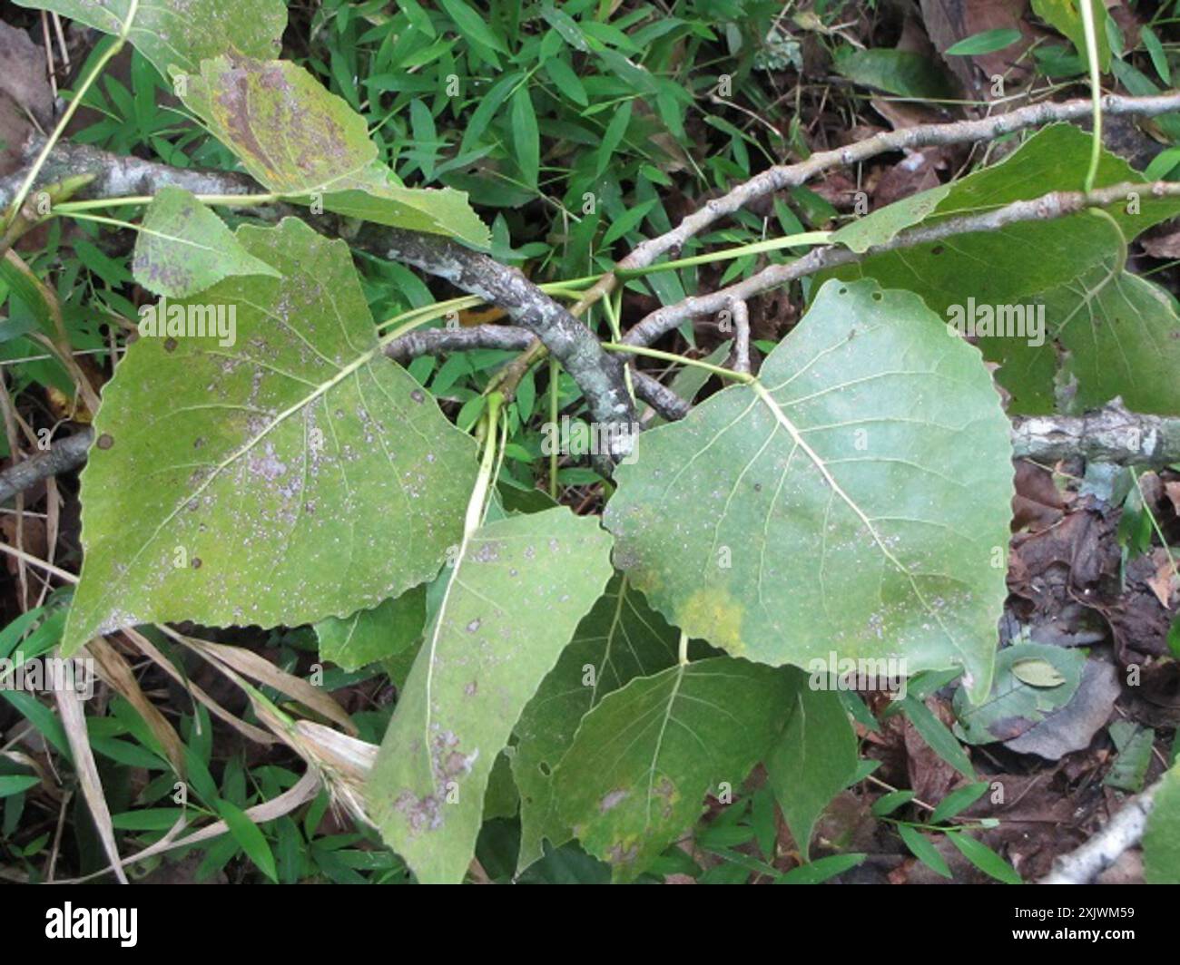 Eastern Cottonwood (Populus deltoides) Plantae Stock Photo - Alamy