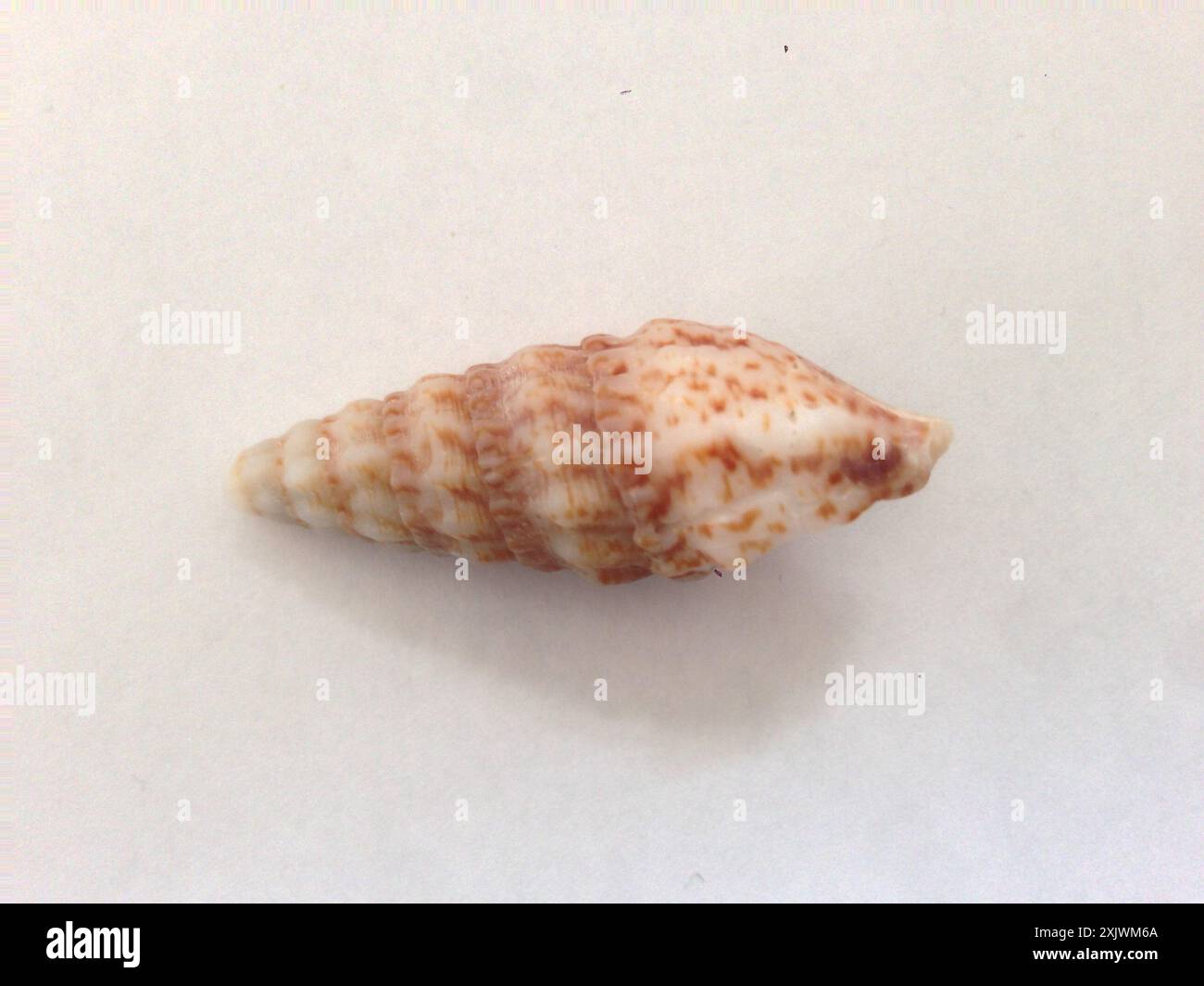 Horn Shell (Cerithium vulgatum) Mollusca Stock Photo - Alamy