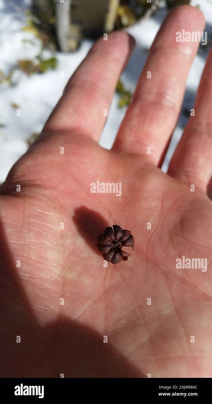 woodland pinedrops (Pterospora andromedea) Plantae Stock Photo - Alamy