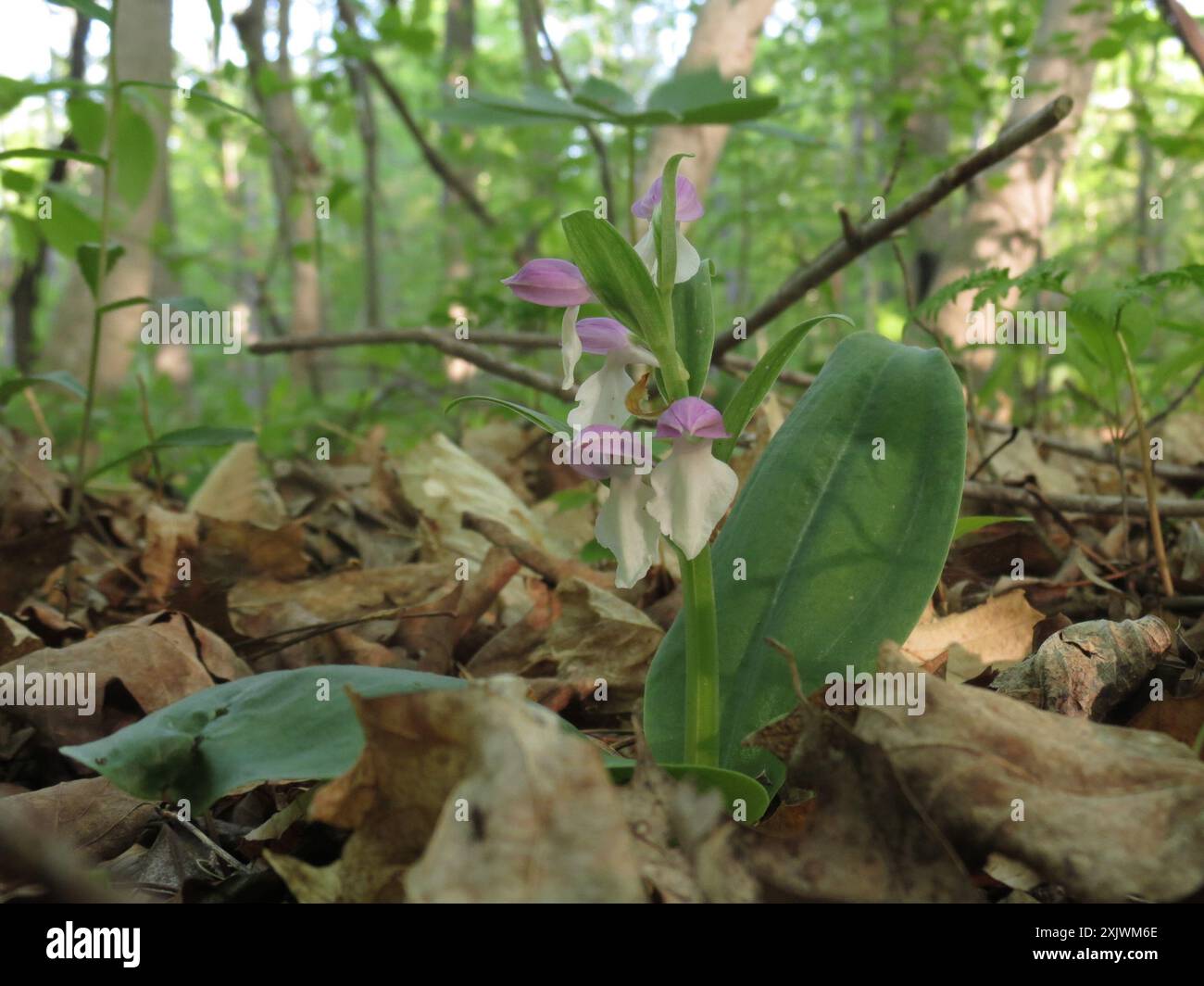 showy orchis (Galearis spectabilis) Plantae Stock Photo - Alamy