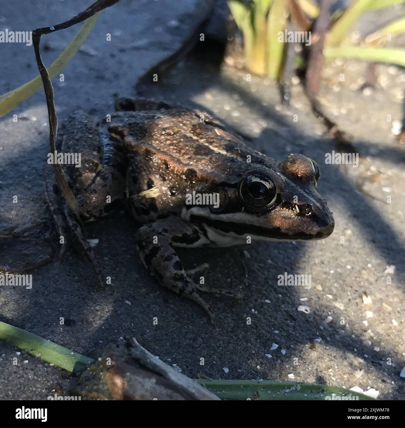 Water Frogs (Pelophylax) Amphibia Stock Photo - Alamy