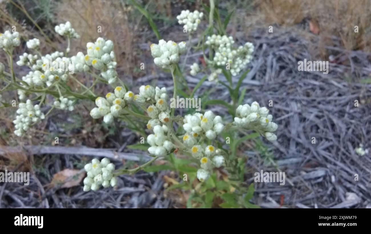 California cudweed (Pseudognaphalium californicum) Plantae Stock Photo ...