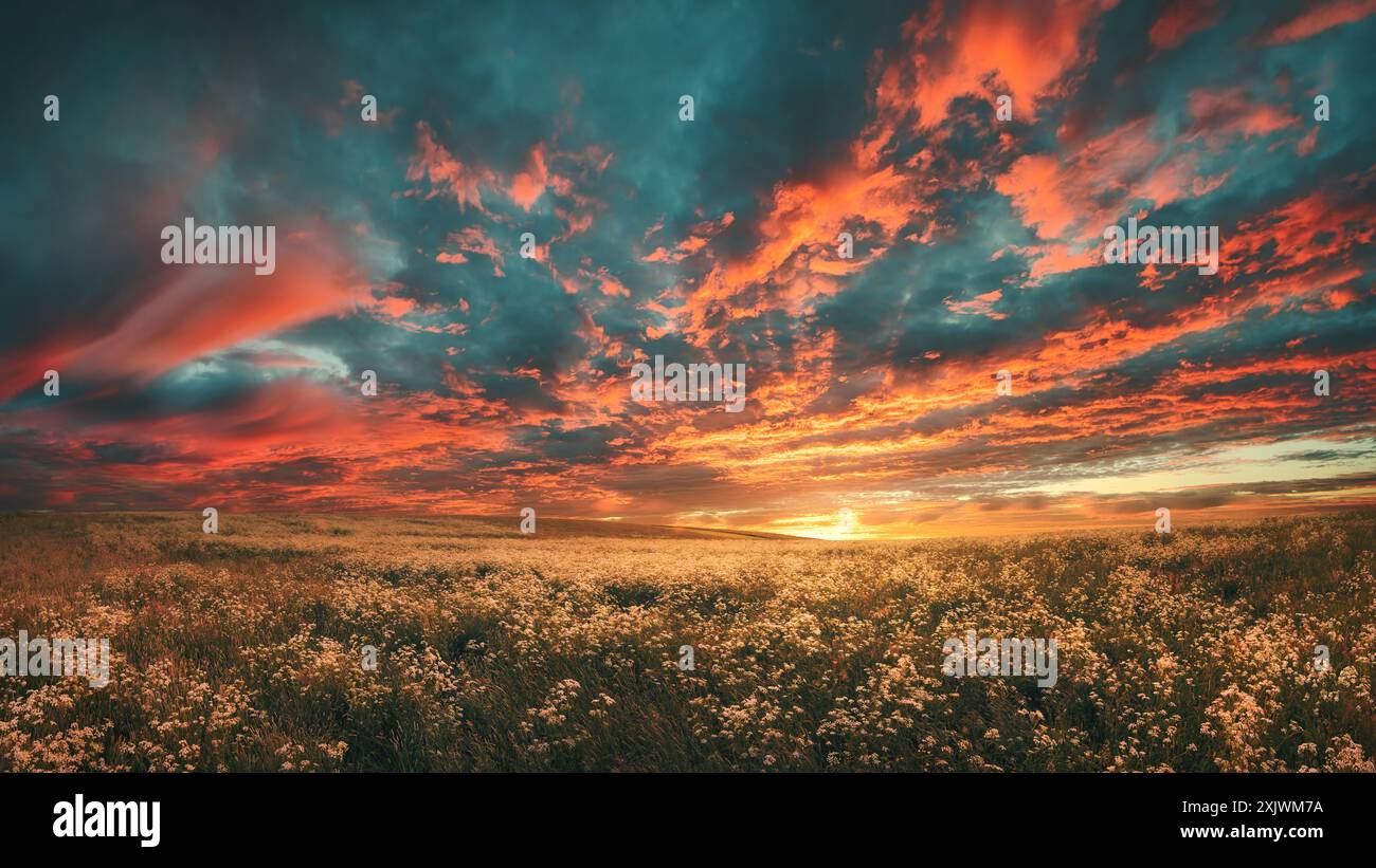 Spectacular sunset sky with orange clouds over a wide blossoming meadow ...