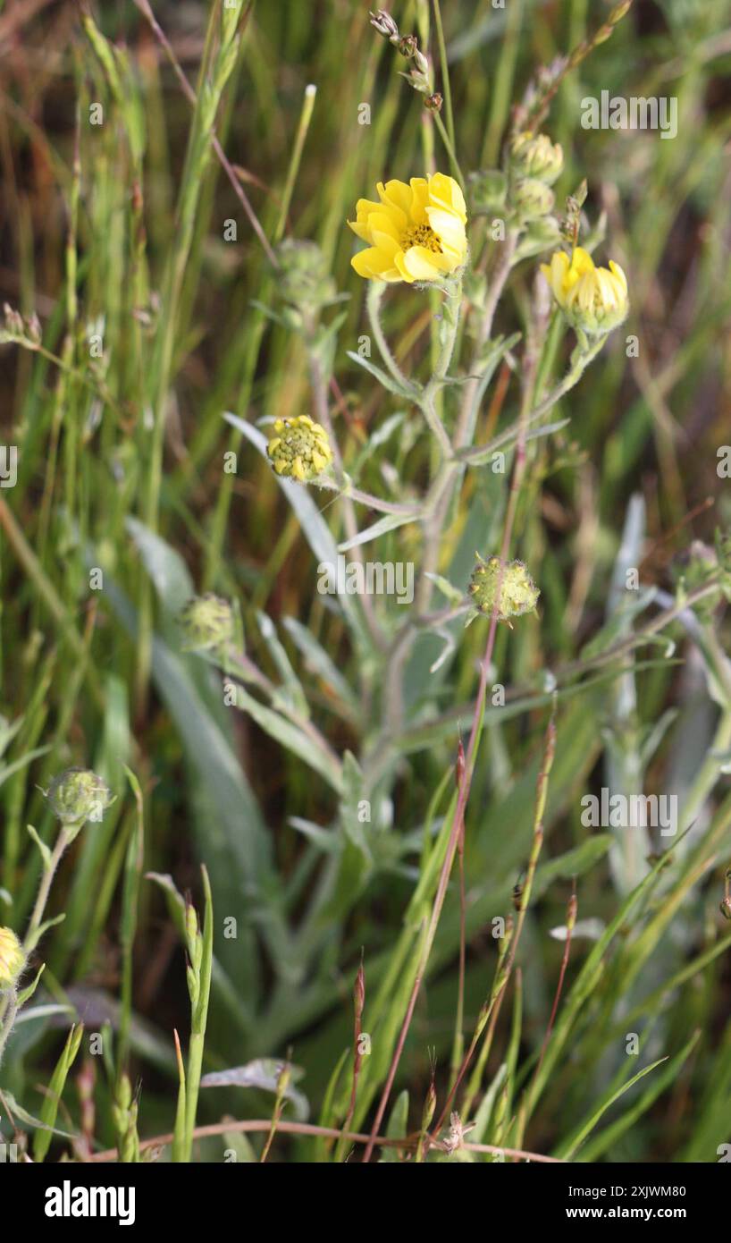 Yellow Hayfield Tarplant (Hemizonia congesta lutescens) Plantae Stock ...