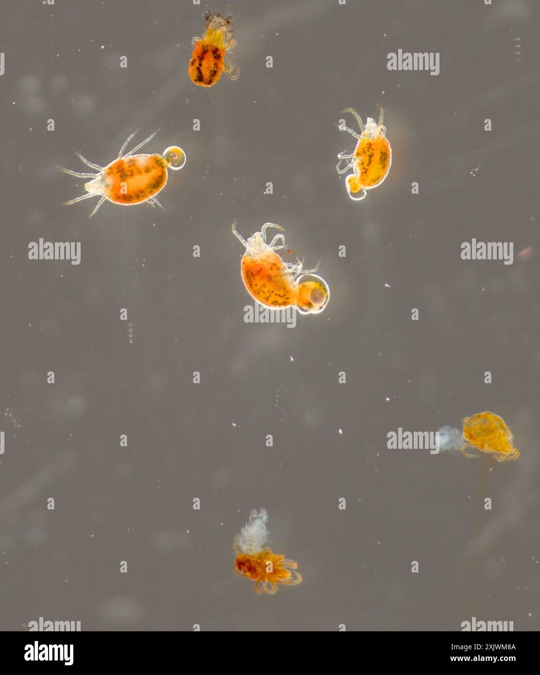 Spider Mites (Tetranychidae) Arachnida Stock Photo - Alamy