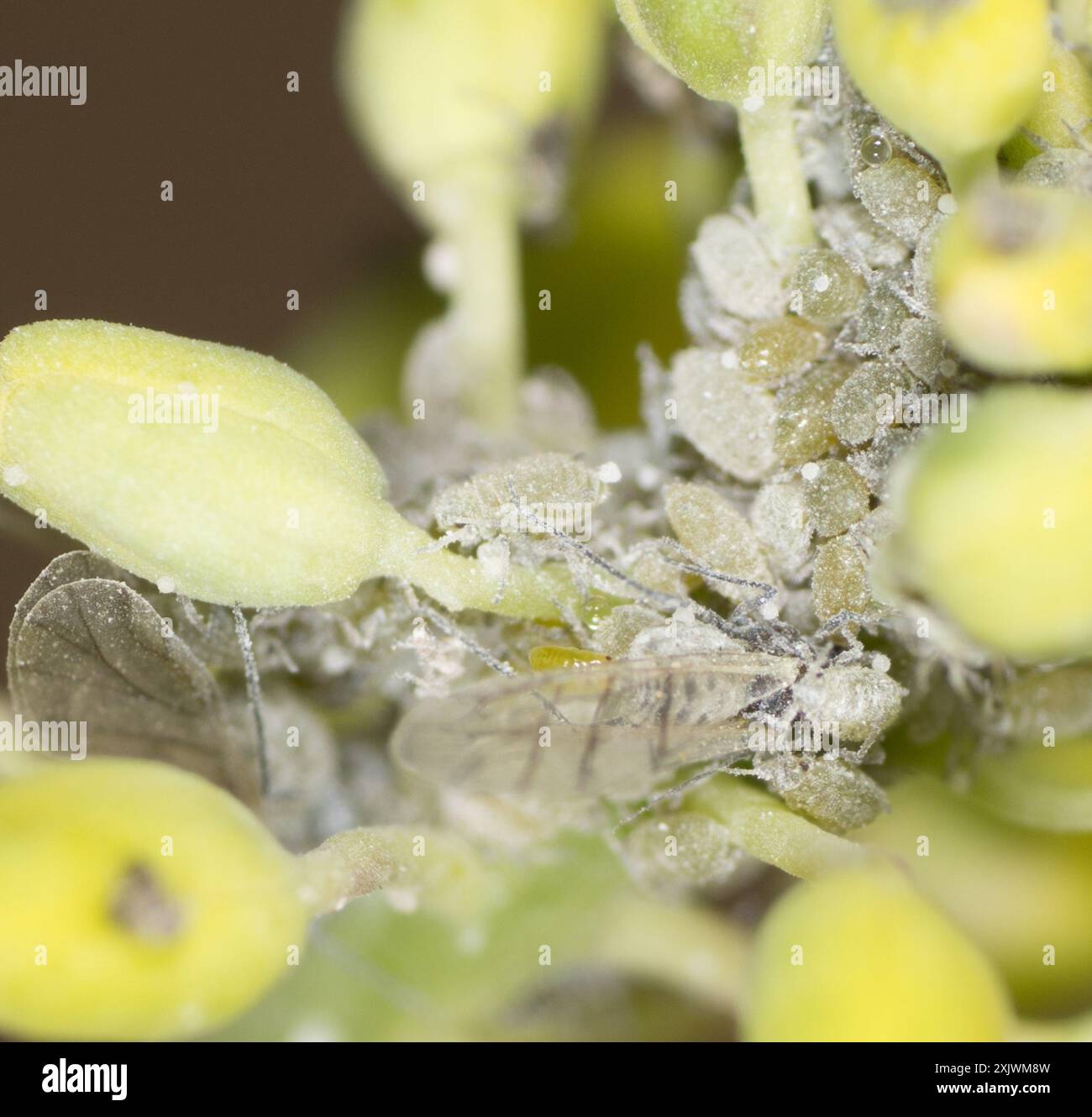 Cabbage Aphid (Brevicoryne brassicae) Insecta Stock Photo - Alamy