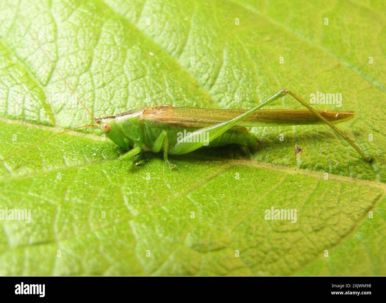 Slender Meadow Katydid (Conocephalus fasciatus) Insecta Stock Photo - Alamy