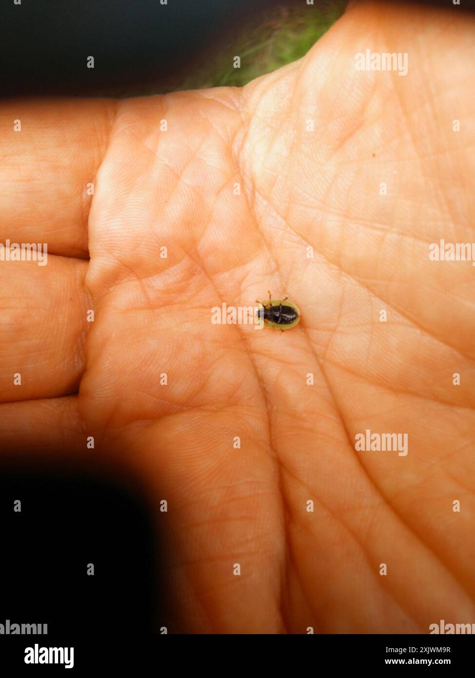 Shiny Tortoise Beetles (Cassida) Insecta Stock Photo - Alamy