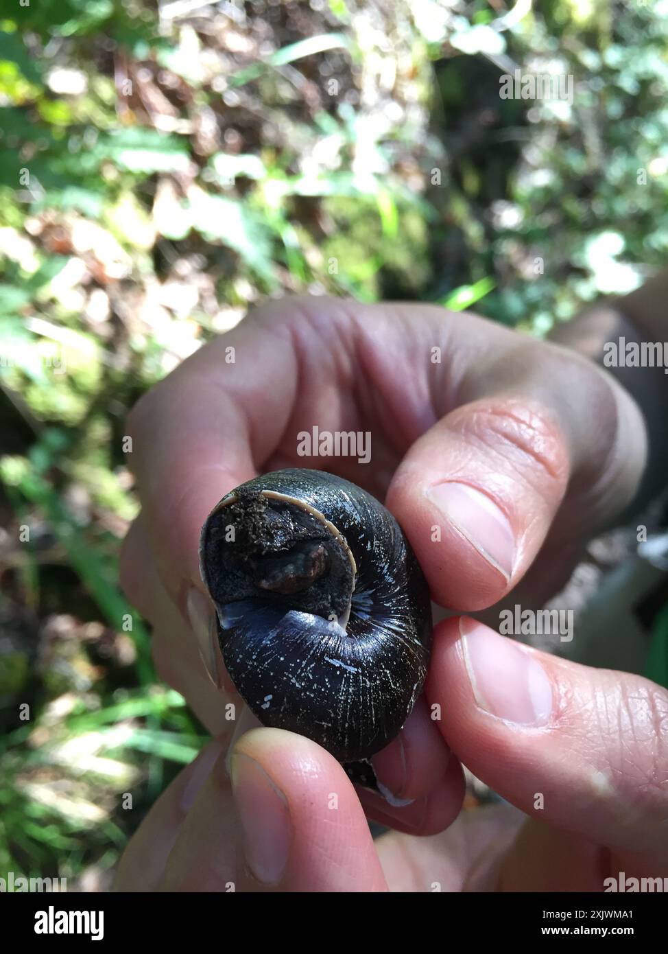 Redwood Sideband (Monadenia infumata) Mollusca Stock Photo - Alamy