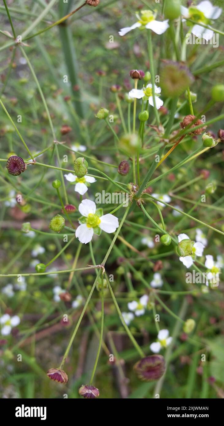 northern water-plantain (Alisma triviale) Plantae Stock Photo - Alamy