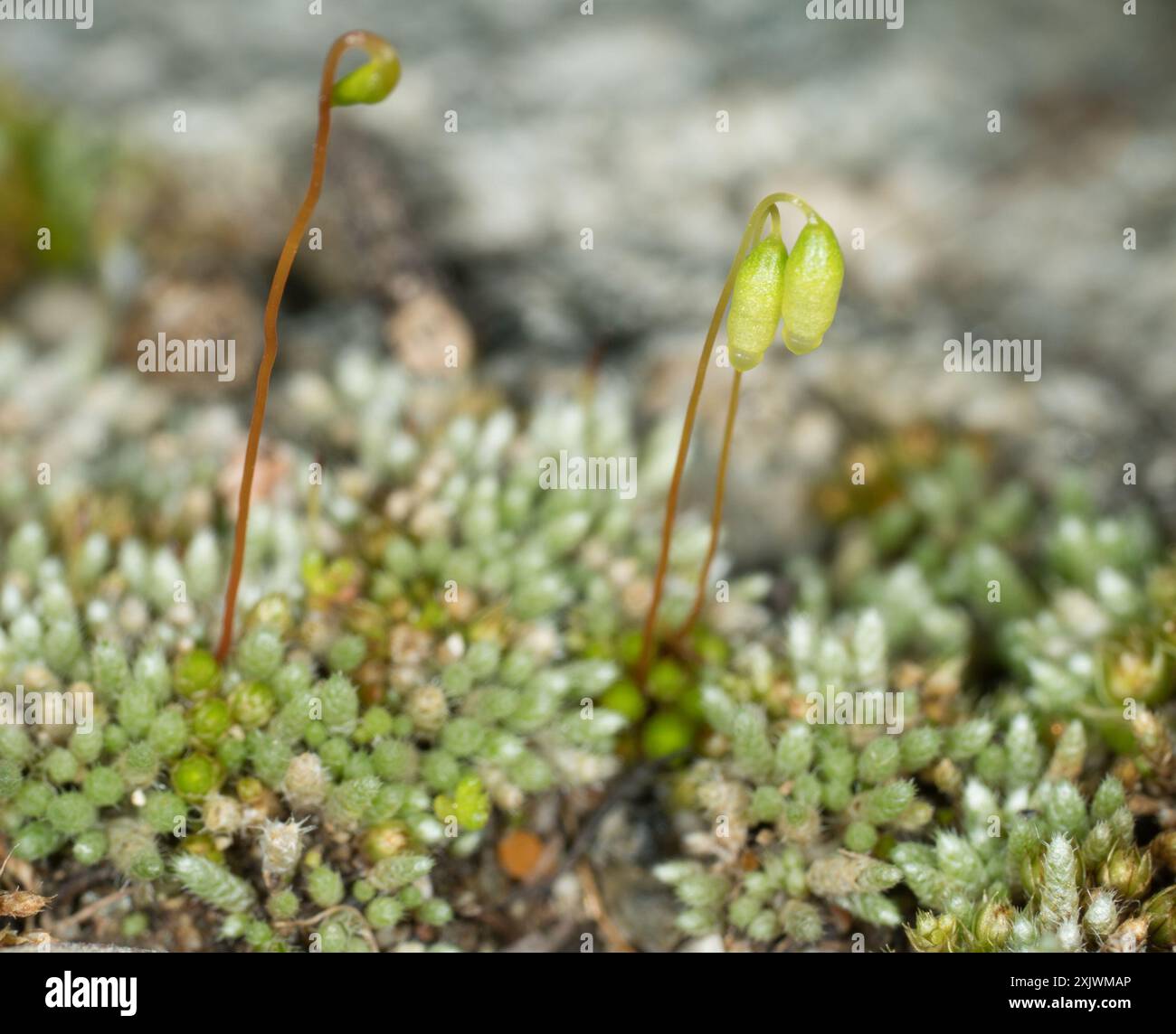 Silvery Bryum (Bryum argenteum) Plantae Stock Photo - Alamy