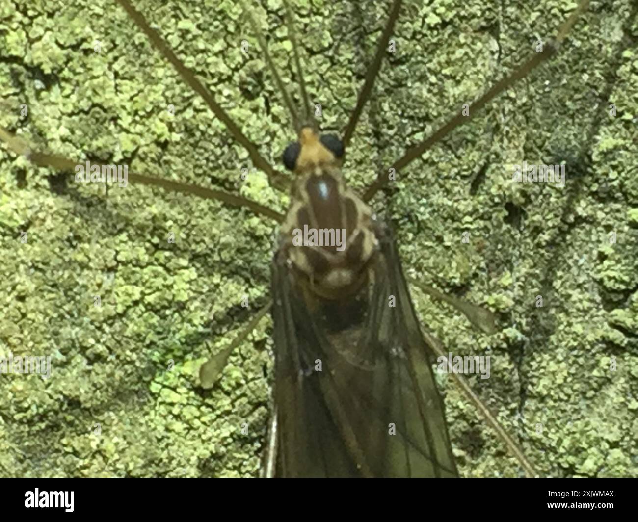Large Crane Flies (Tipulidae) Insecta Stock Photo - Alamy