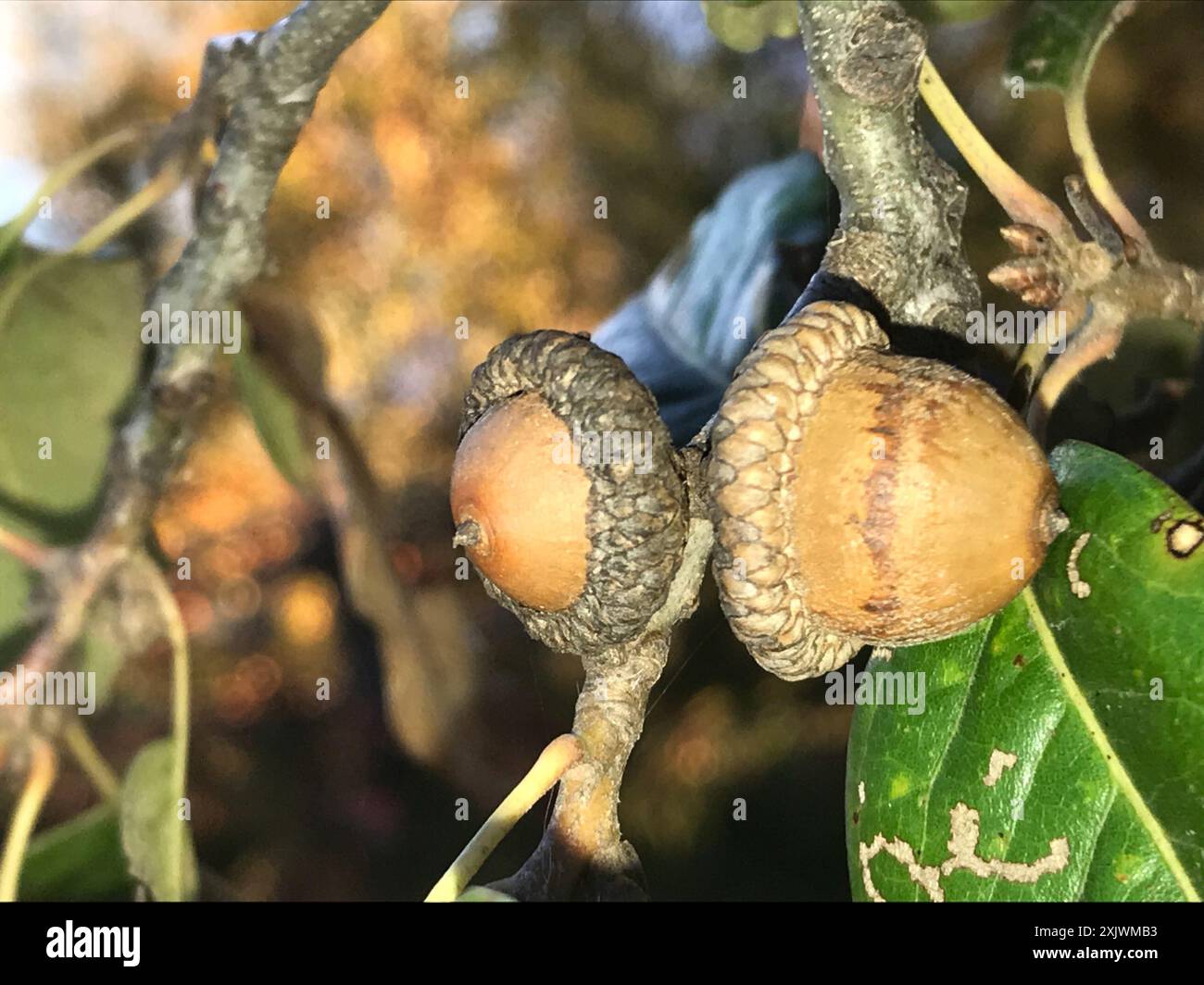 shingle oak (Quercus imbricaria) Plantae Stock Photo - Alamy