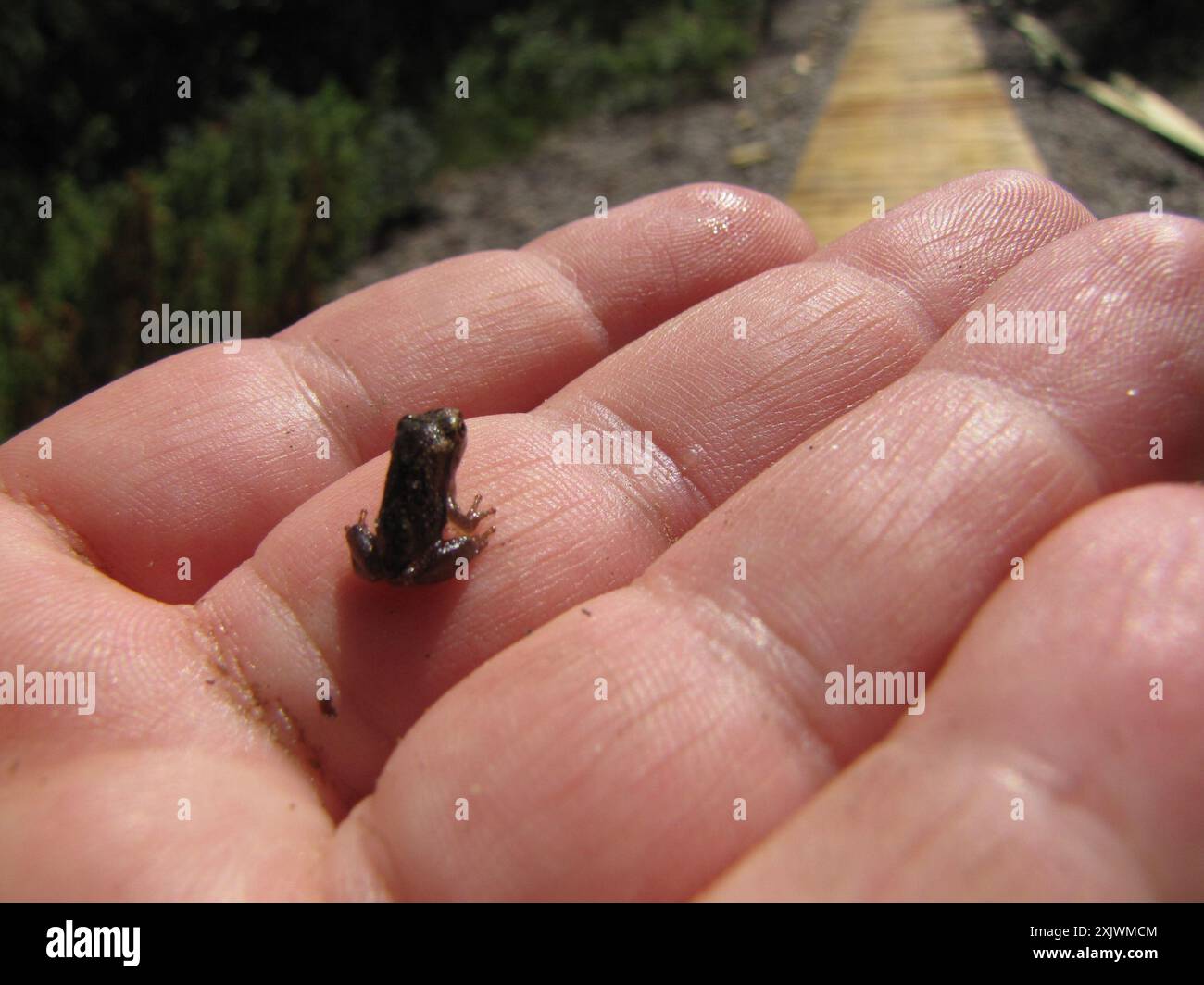 Spring Peeper (Pseudacris crucifer) Amphibia Stock Photo - Alamy