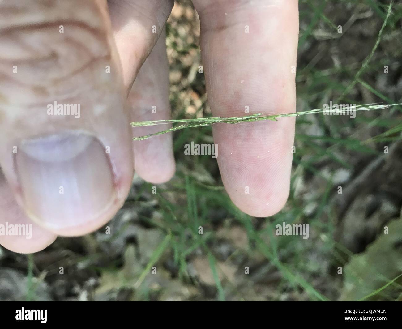 nimblewill (Muhlenbergia schreberi) Plantae Stock Photo - Alamy